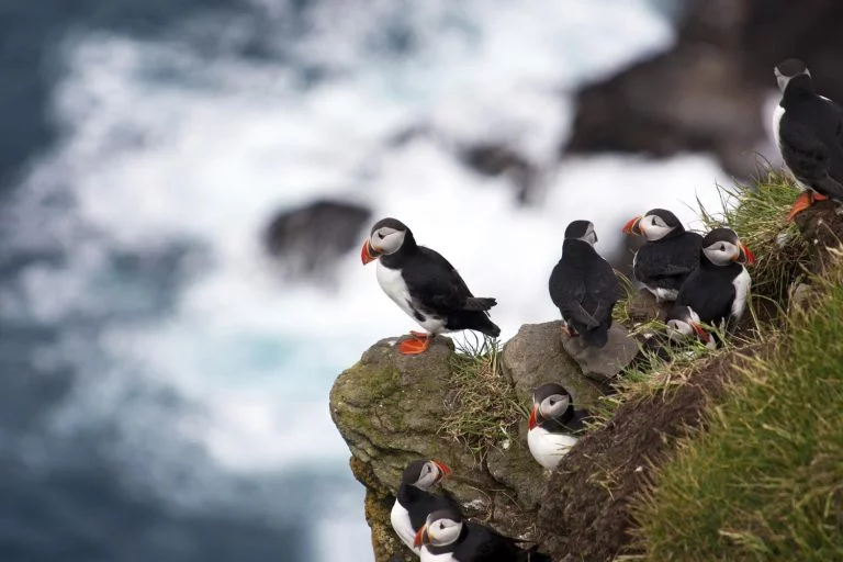 See Puffins in Ireland, Puffin Watching Ireland | Cliffs of Moher