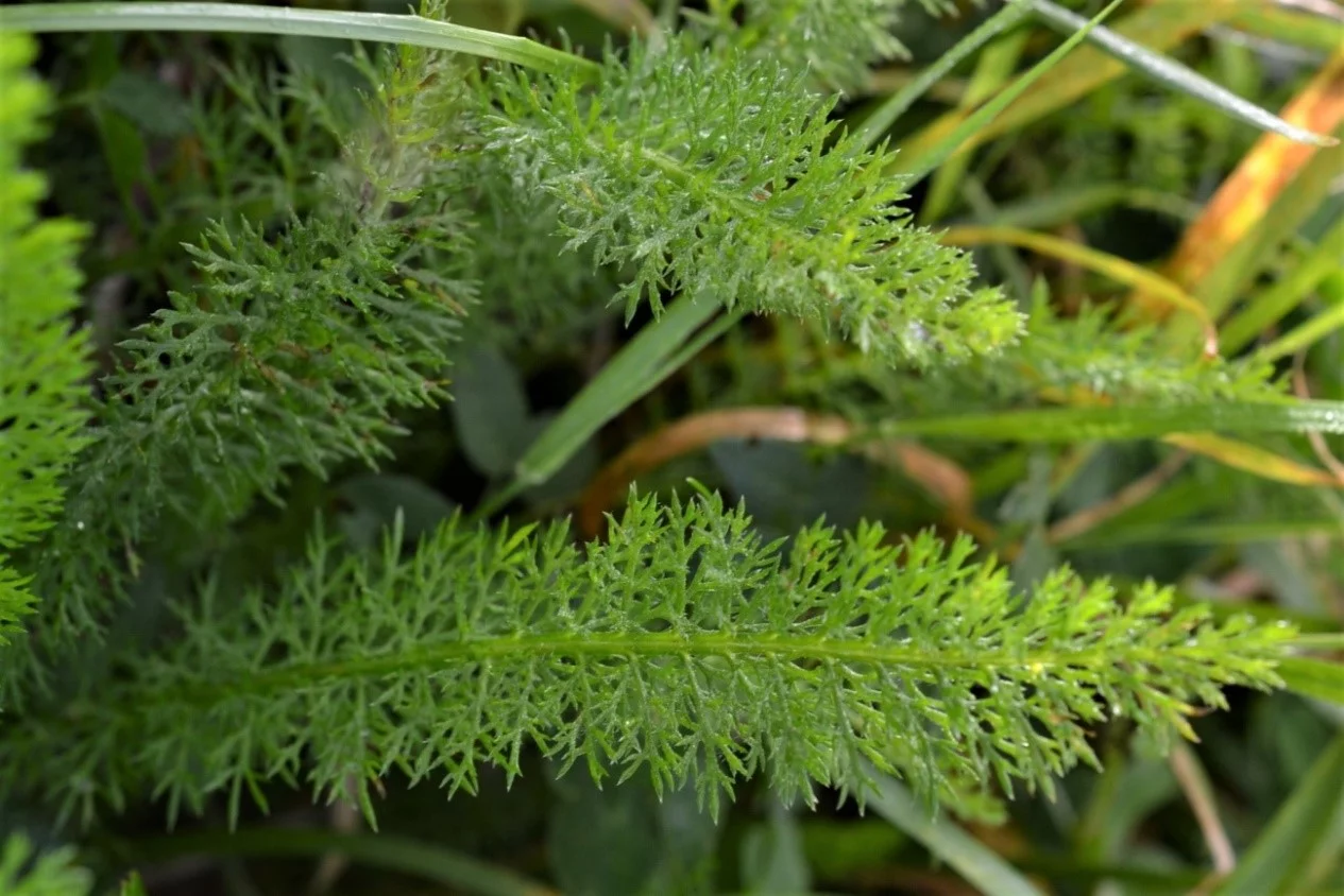 The Wild Flowers of the Cliffs of Moher | Cliffs of Moher Tourist ...