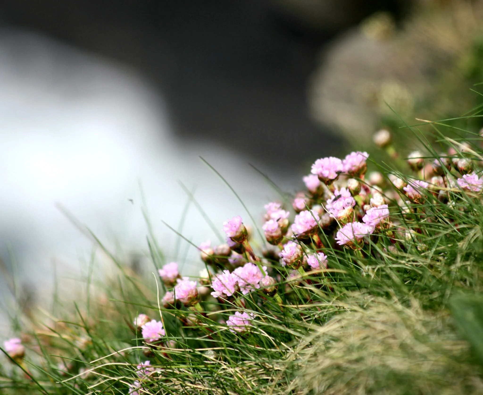 Spring at the Cliffs of Moher Experience | Cliffs of Moher Tourist ...